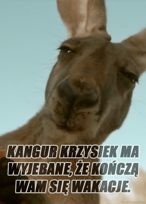 Kangur - chamsko.pl