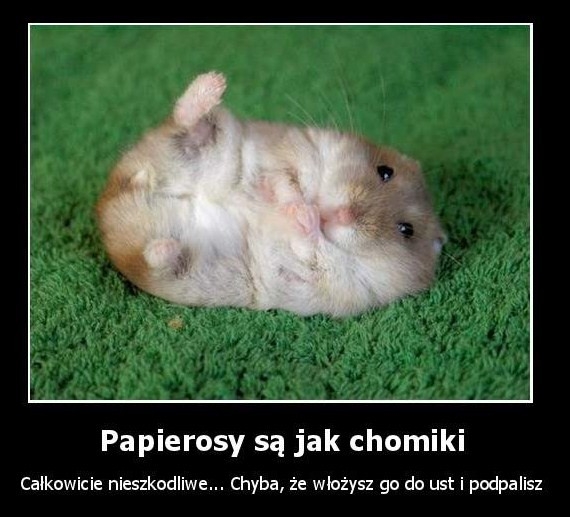chomik - chamsko.pl