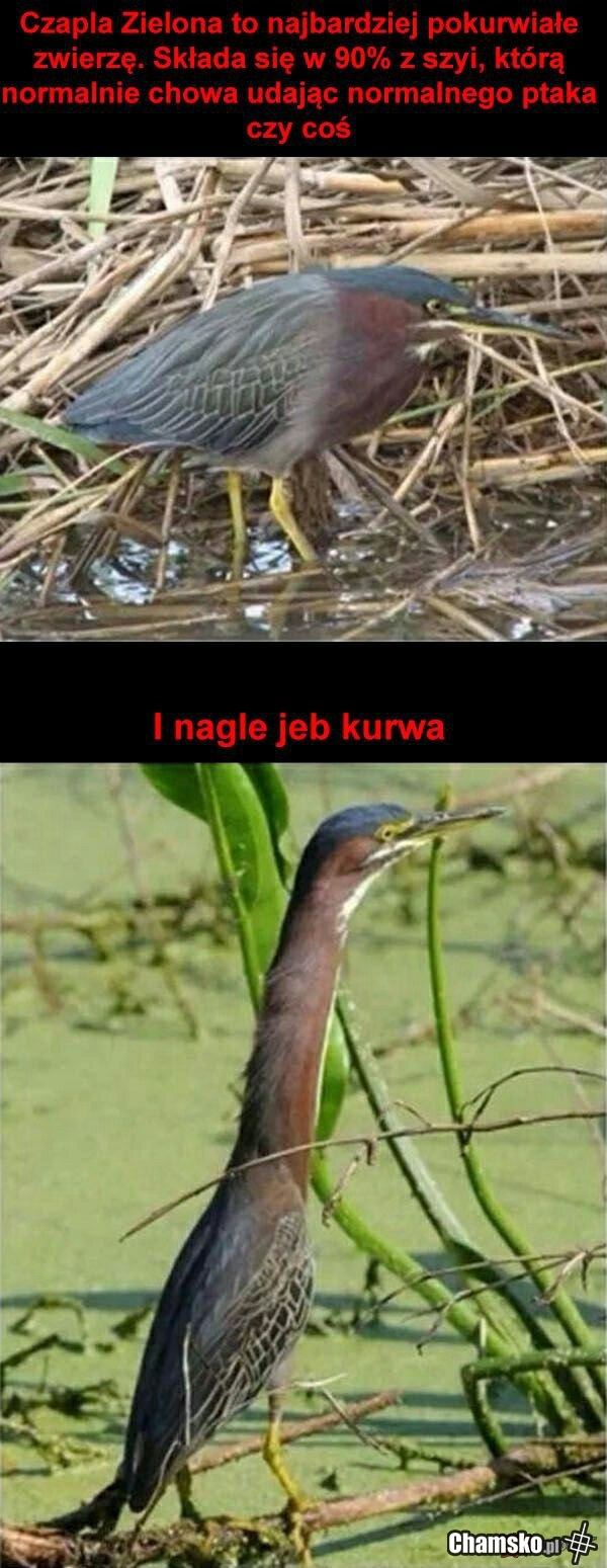 Chamskie obrazki, czarny humor